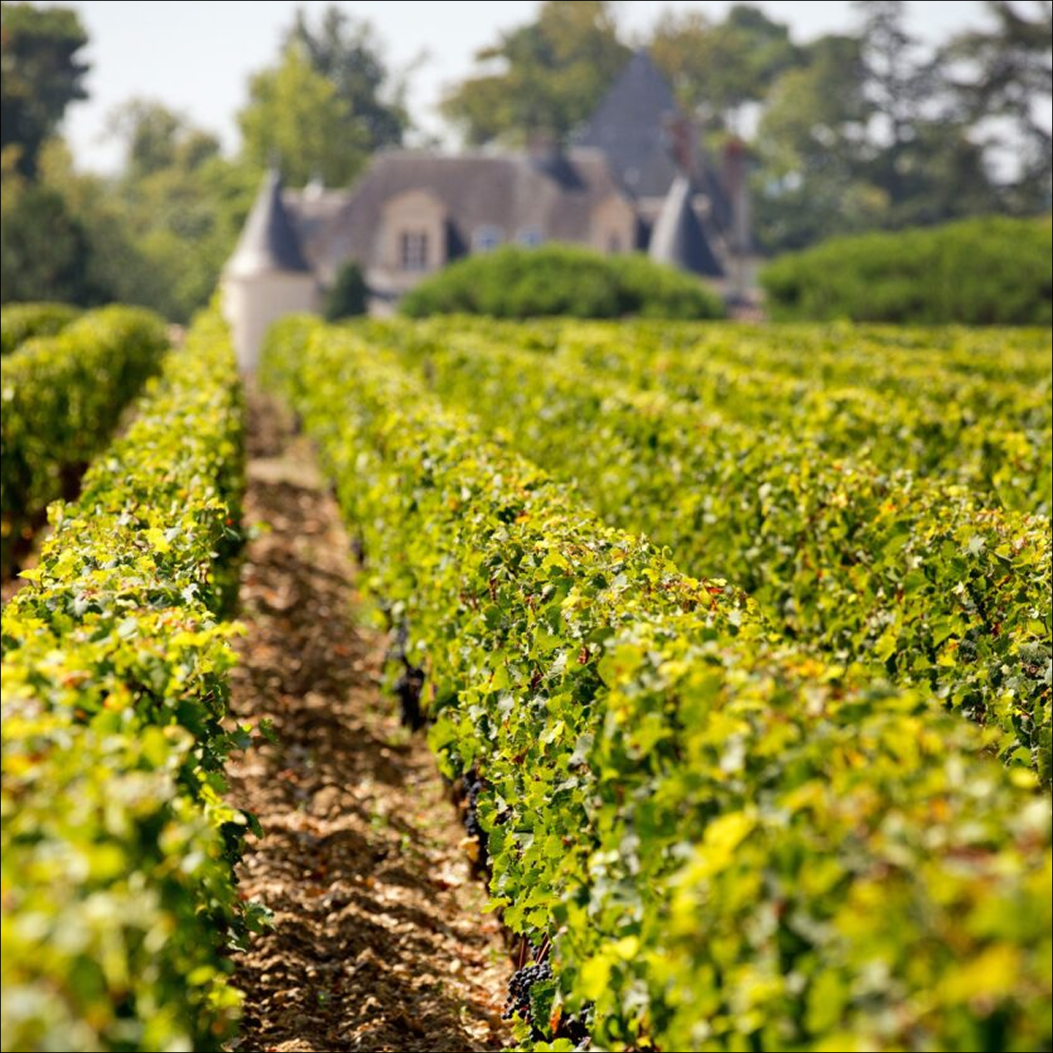 French Wine Collection | Iconic Regions & Classic Styles